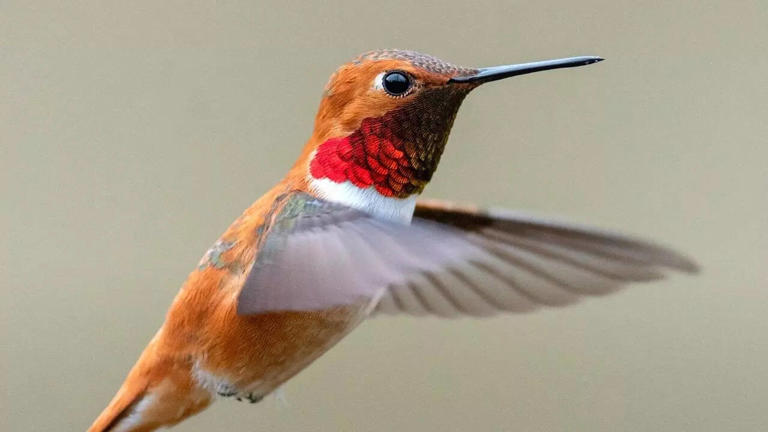 10 fascinating facts about hummingbirds: Nature’s tiny wonders