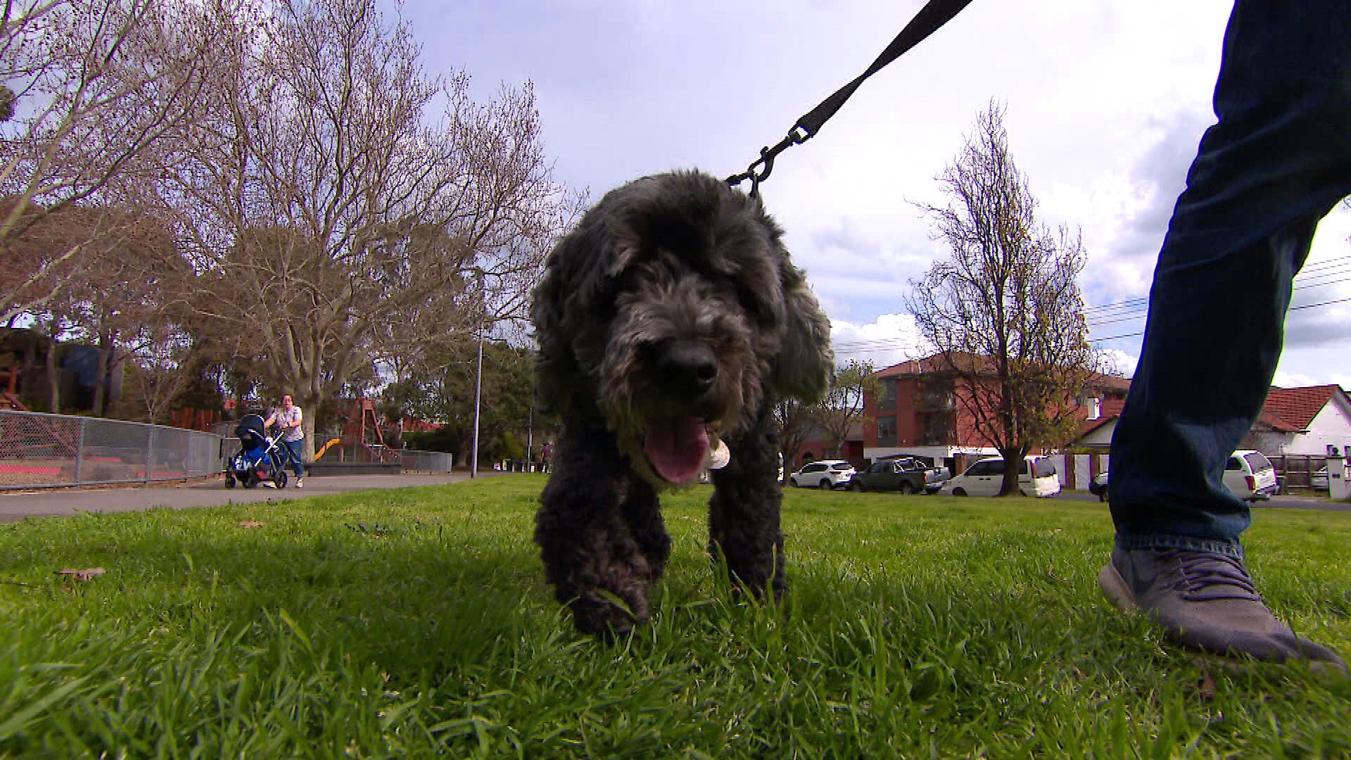 Council sets up CCTV to catch off-leash dogs