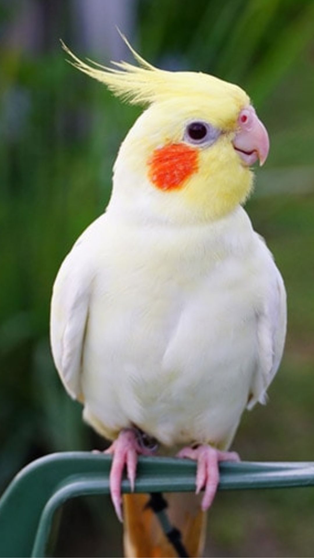 8 Friendly Birds To Keep At Home