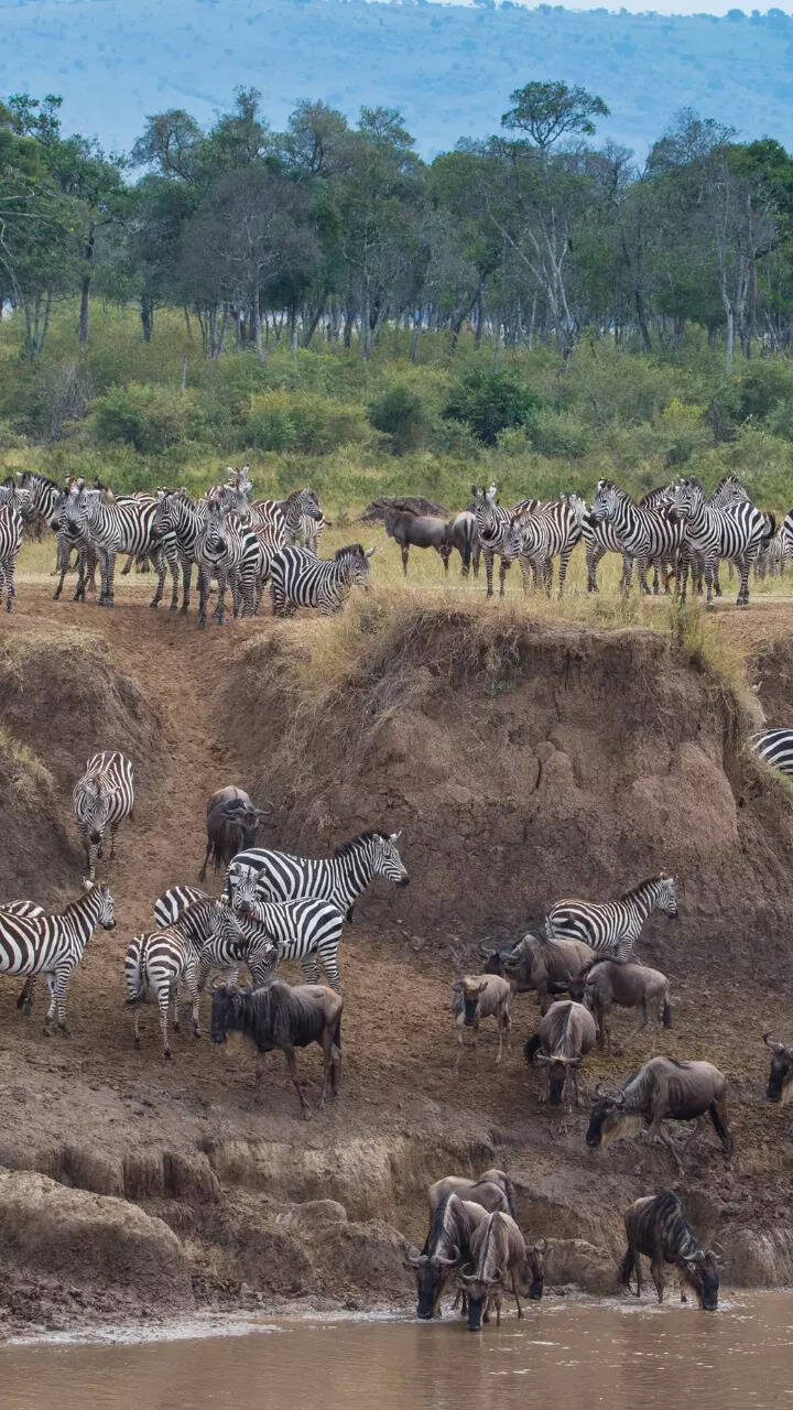 10 of the world's greatest safari parks to visit once in a lifetime