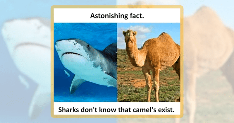 25 Wild Animal Memes for Those Who Dream of Escaping the Zoo Called Work
