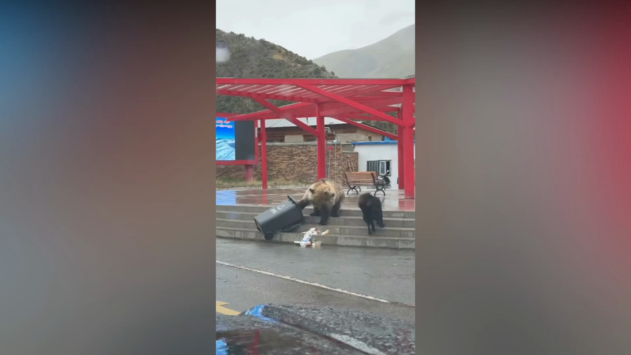 China: Schwarzer Hund stößt mit tibetischem Braunbären zusammen, der in ...