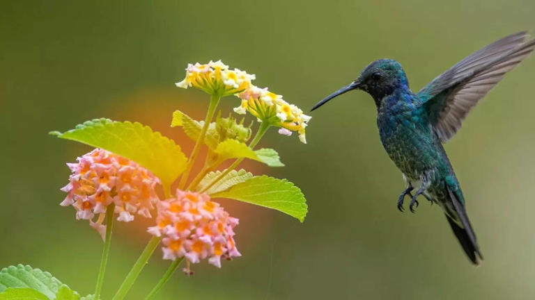 10 fascinating facts about hummingbirds: Nature’s tiny wonders