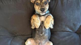 Rex, el perro con discapacidad adoptado por la policía de Roma: "Con su ...