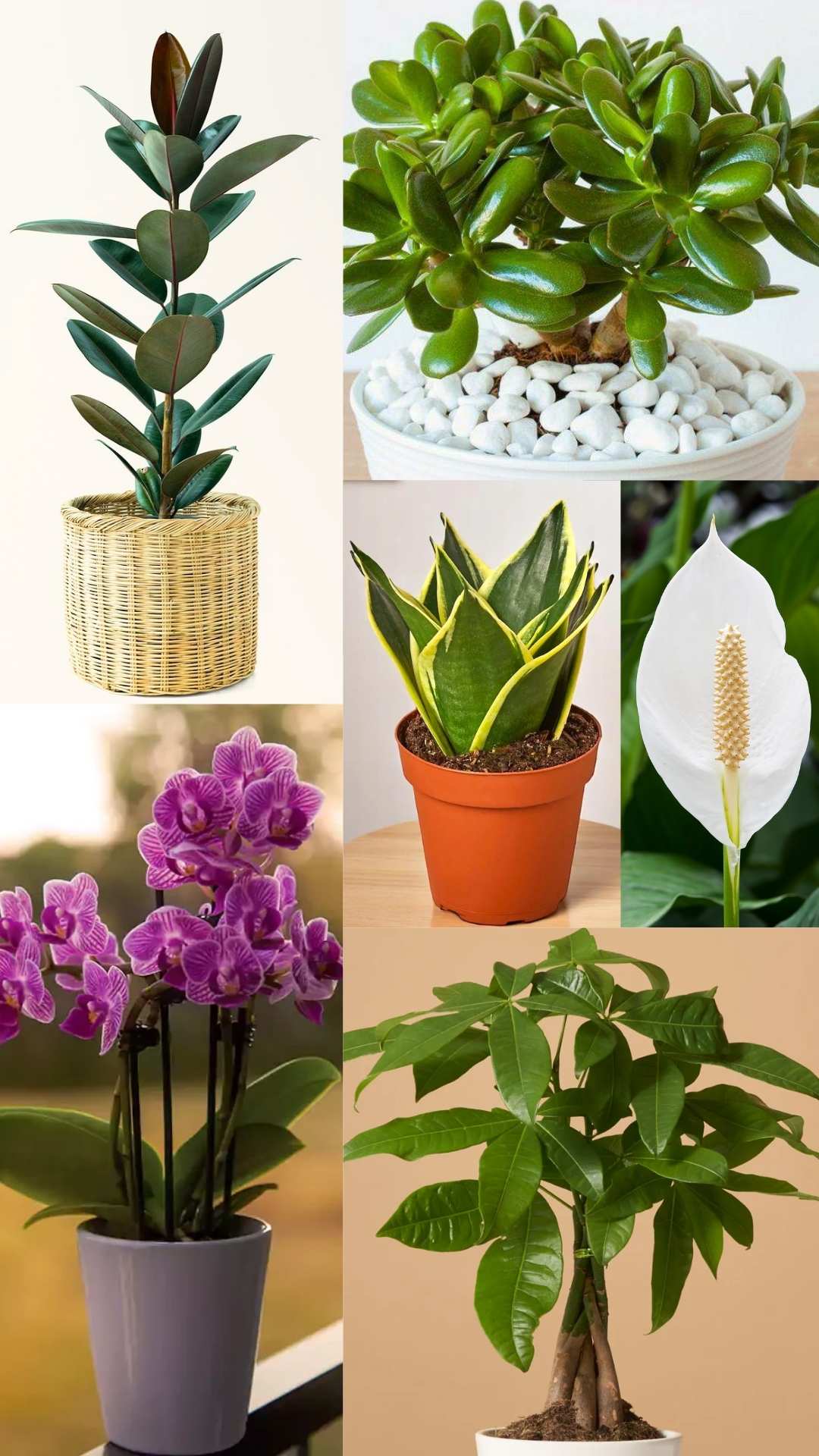 9 Houseplants That Bring Good Fortune