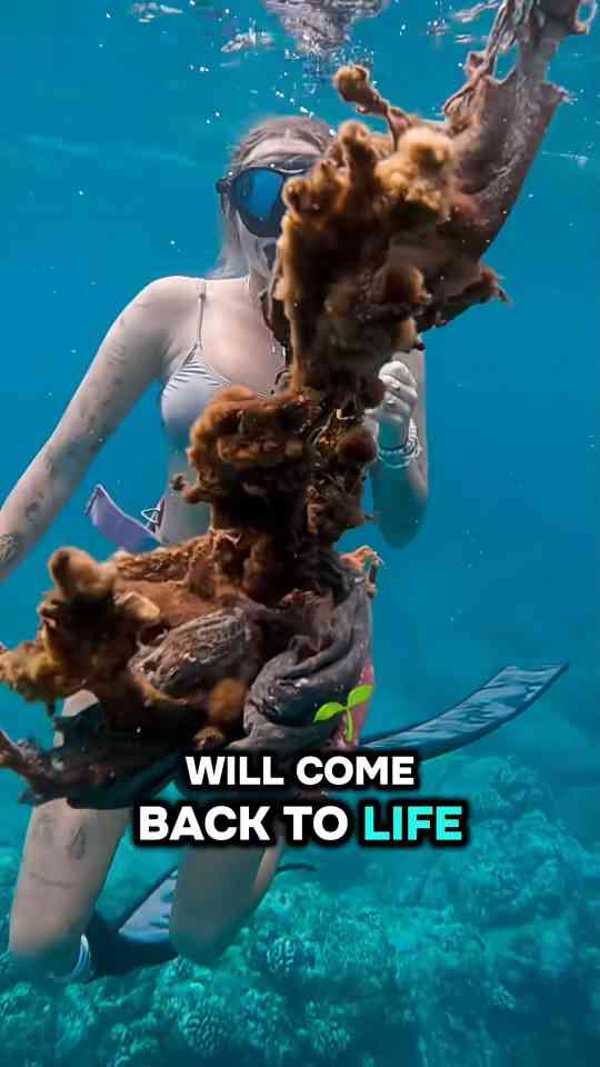 Discovering a Hidden Beach Adventure with Coral Cleanup