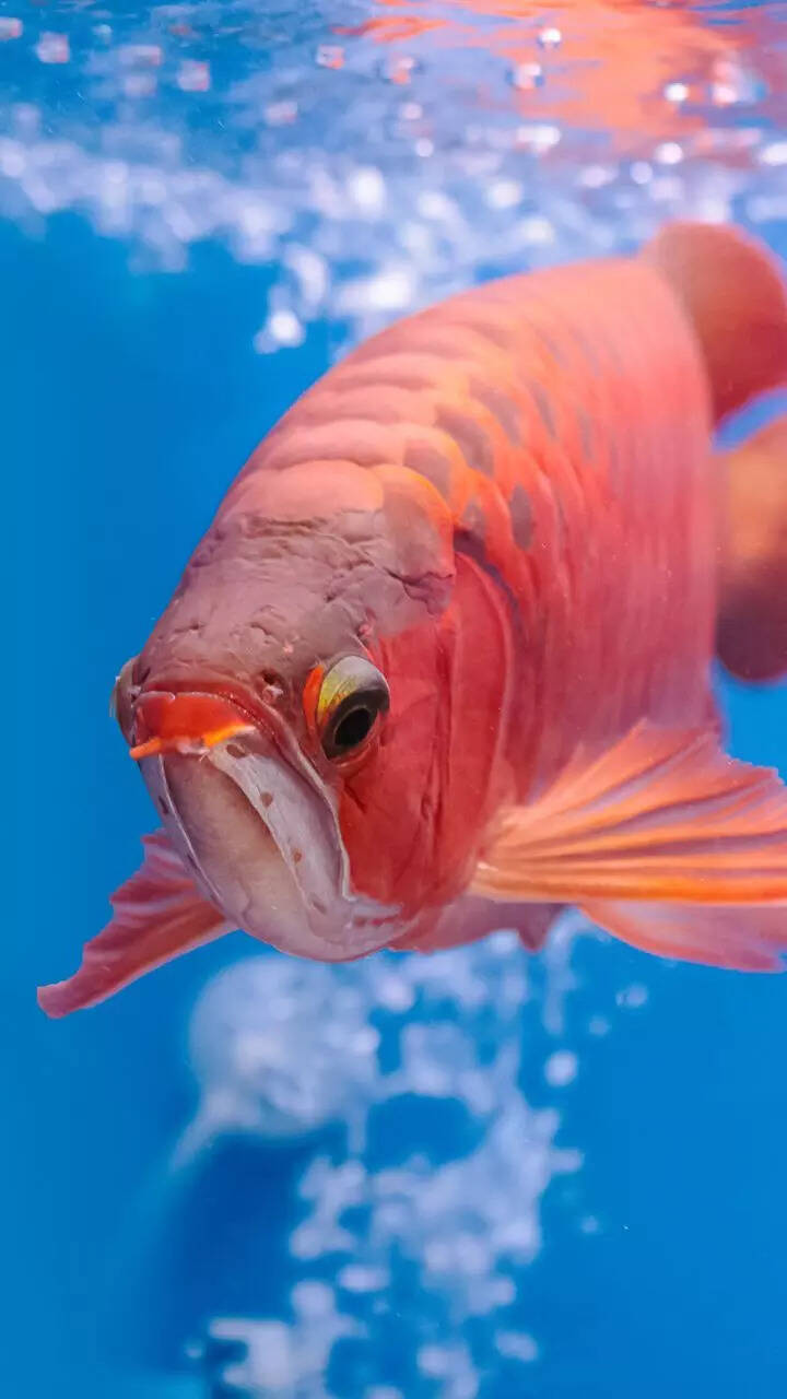 10 freshwater aquarium fish that grow too big for small tanks