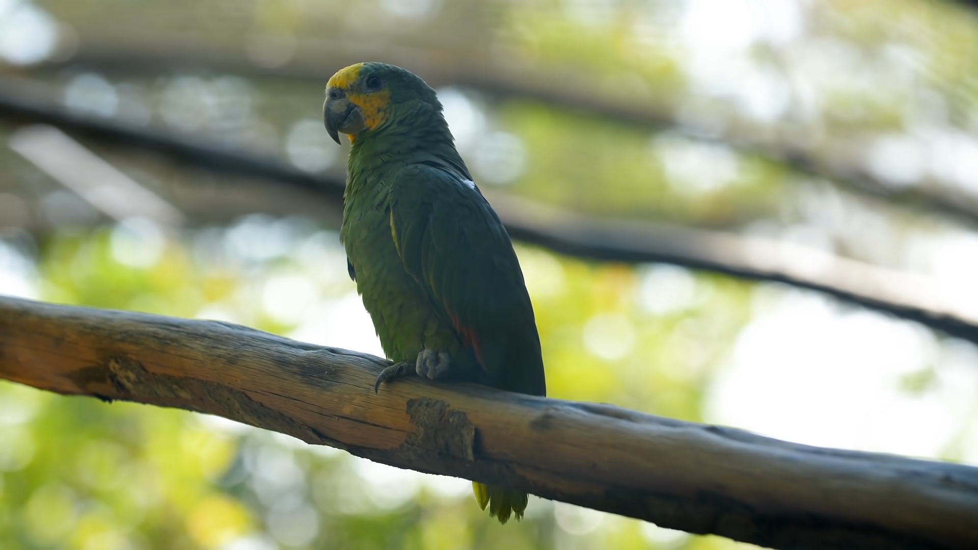 North America’s lost birds