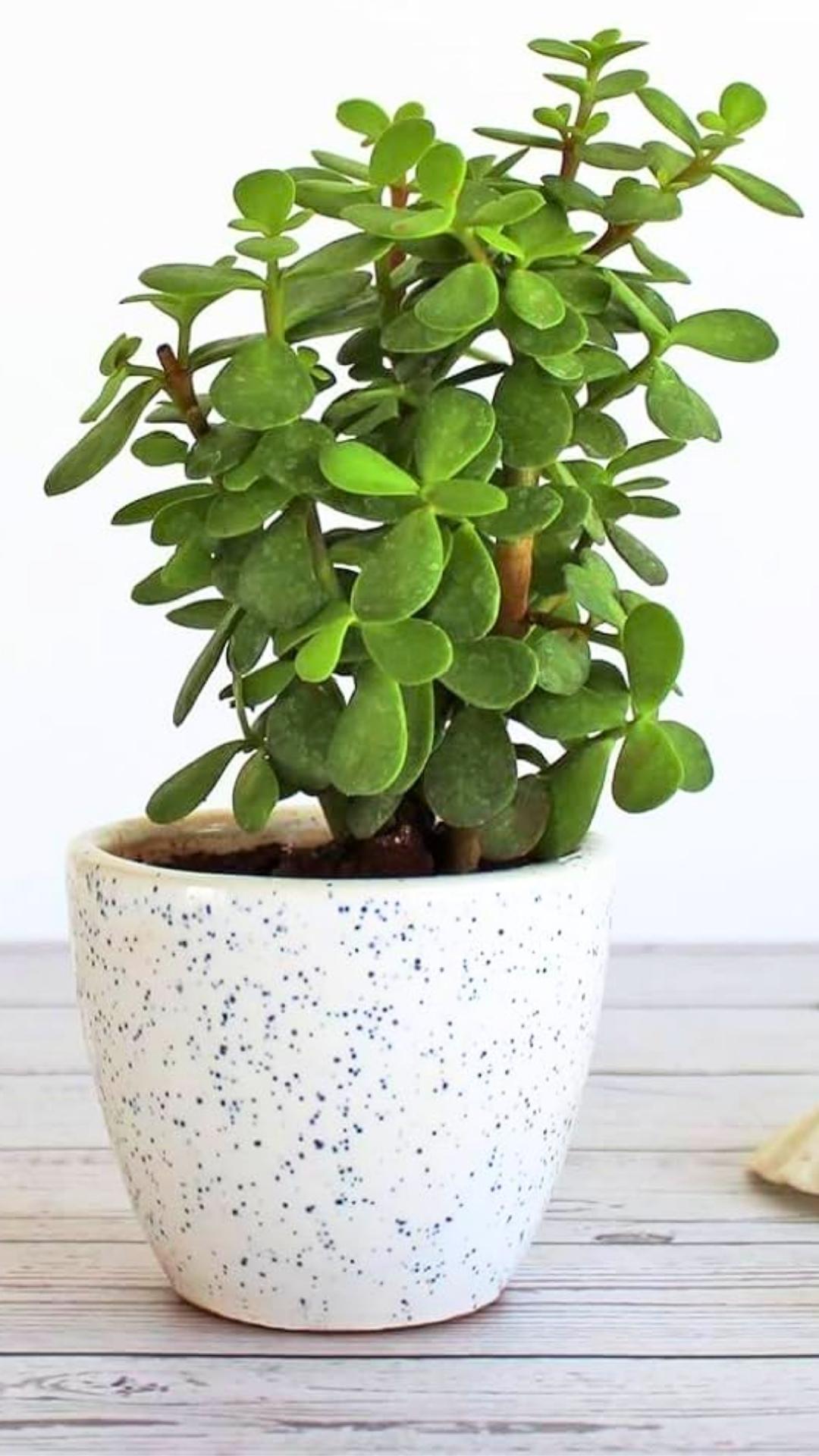 9 Houseplants That Bring Good Fortune