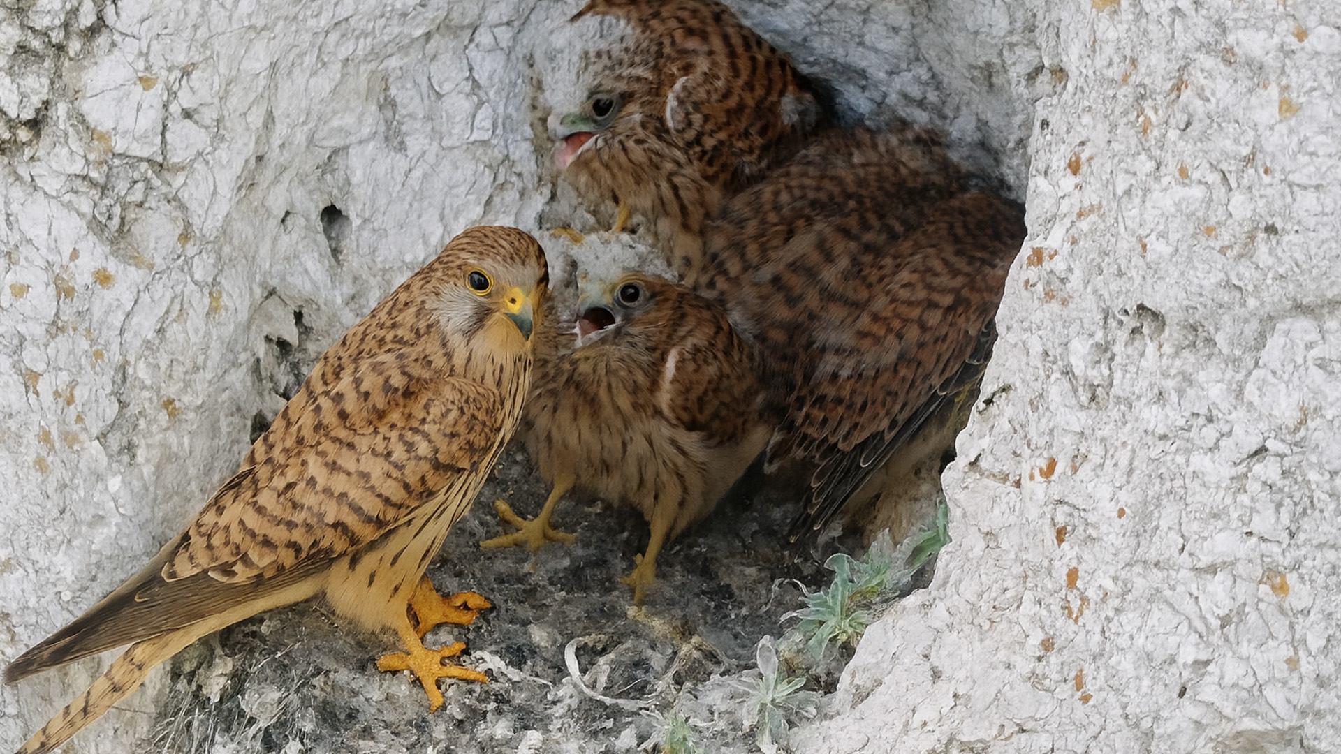 Common Kestrel – Nest in Pálava