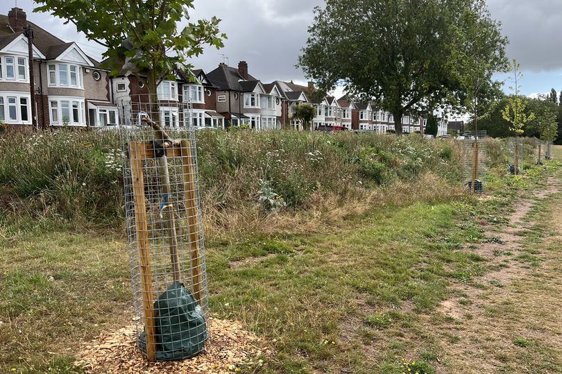 Trees at Coventry park will not be dug up in spite of residents' safety ...