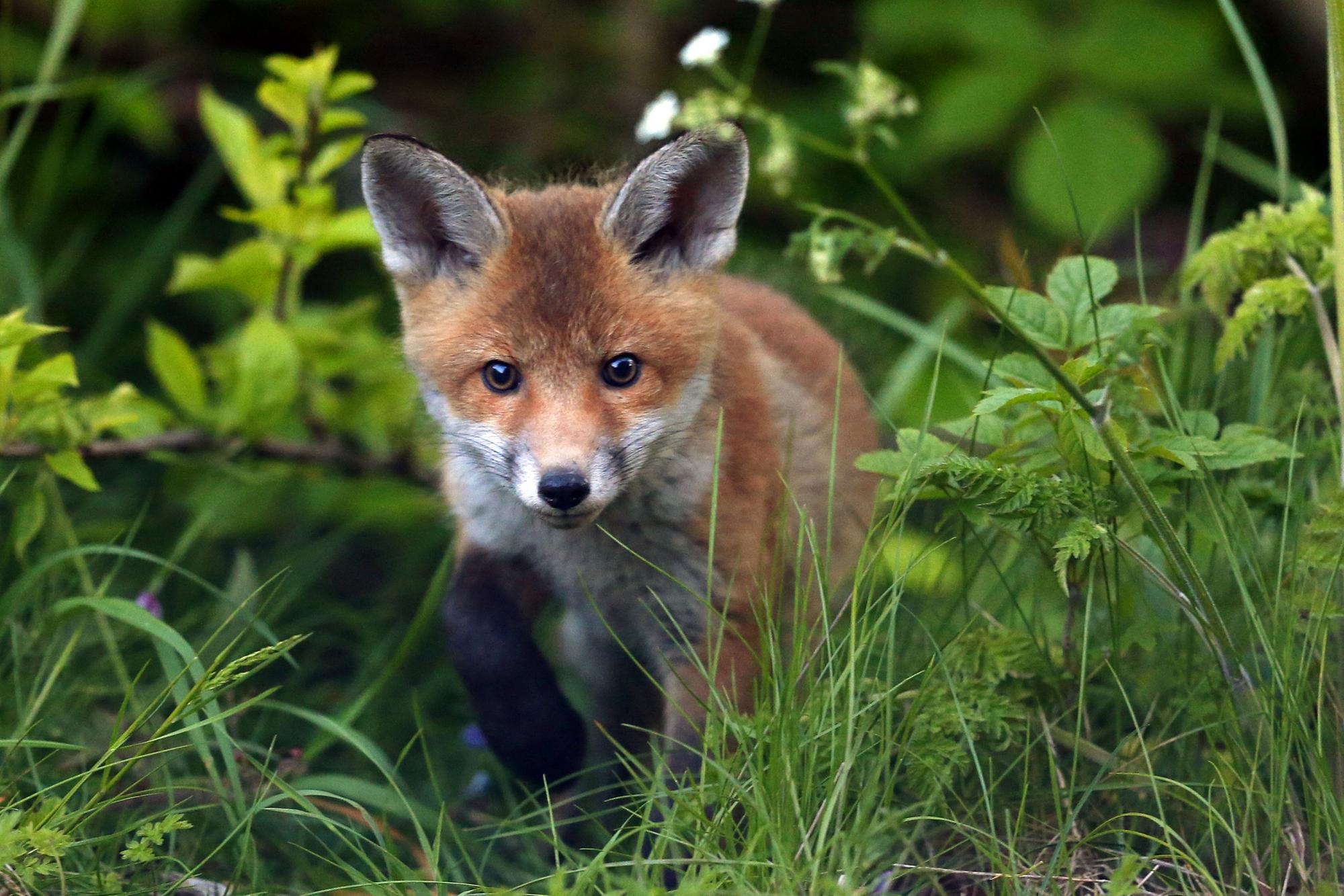 Midnight burglar alert turns out to be fantastic fox display