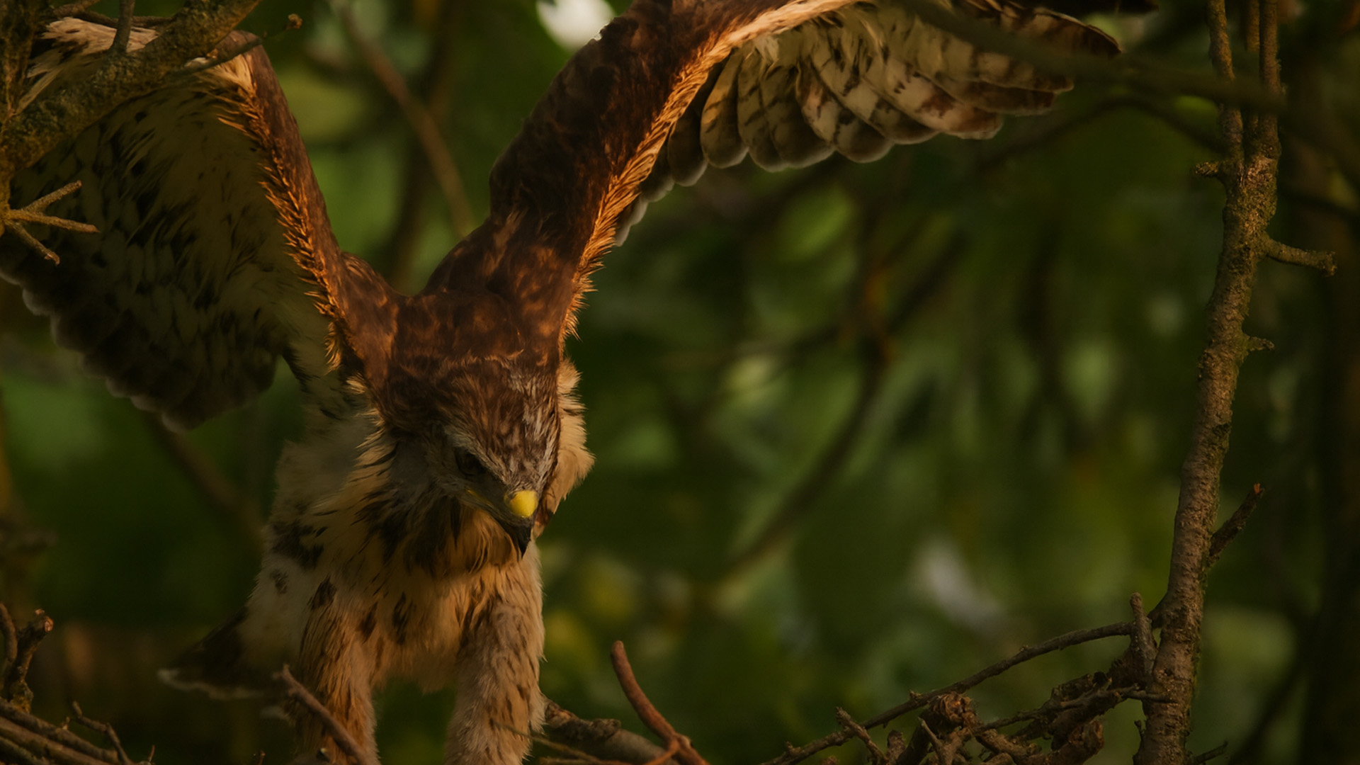 Young Common Buzzard Stretching Its Wings in the Wild – Buteo buteo