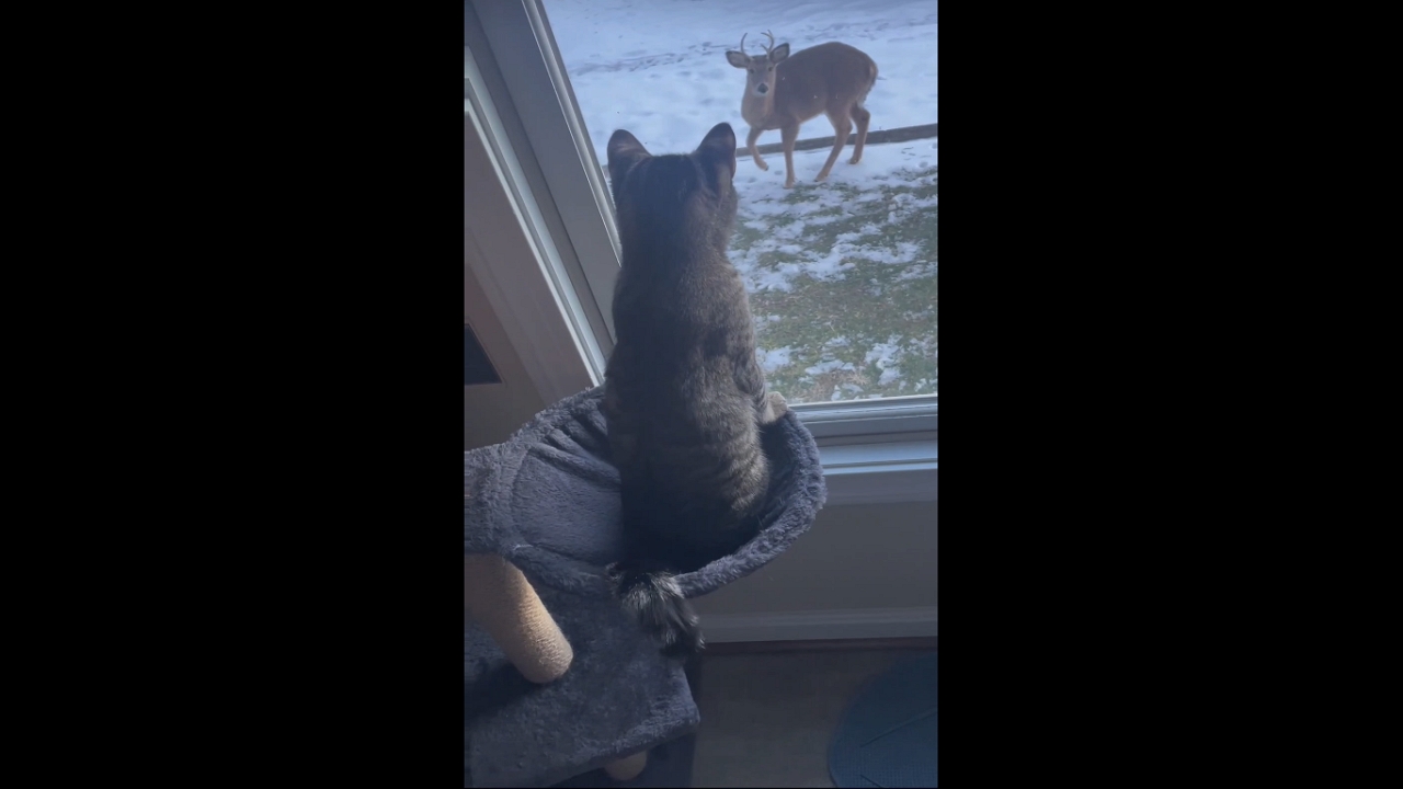 Cat and deer share a curious stare in Ohio, USA