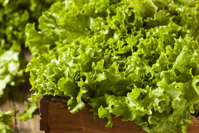 4 Healthiest Types of Lettuce That Are Packed With Nutrition