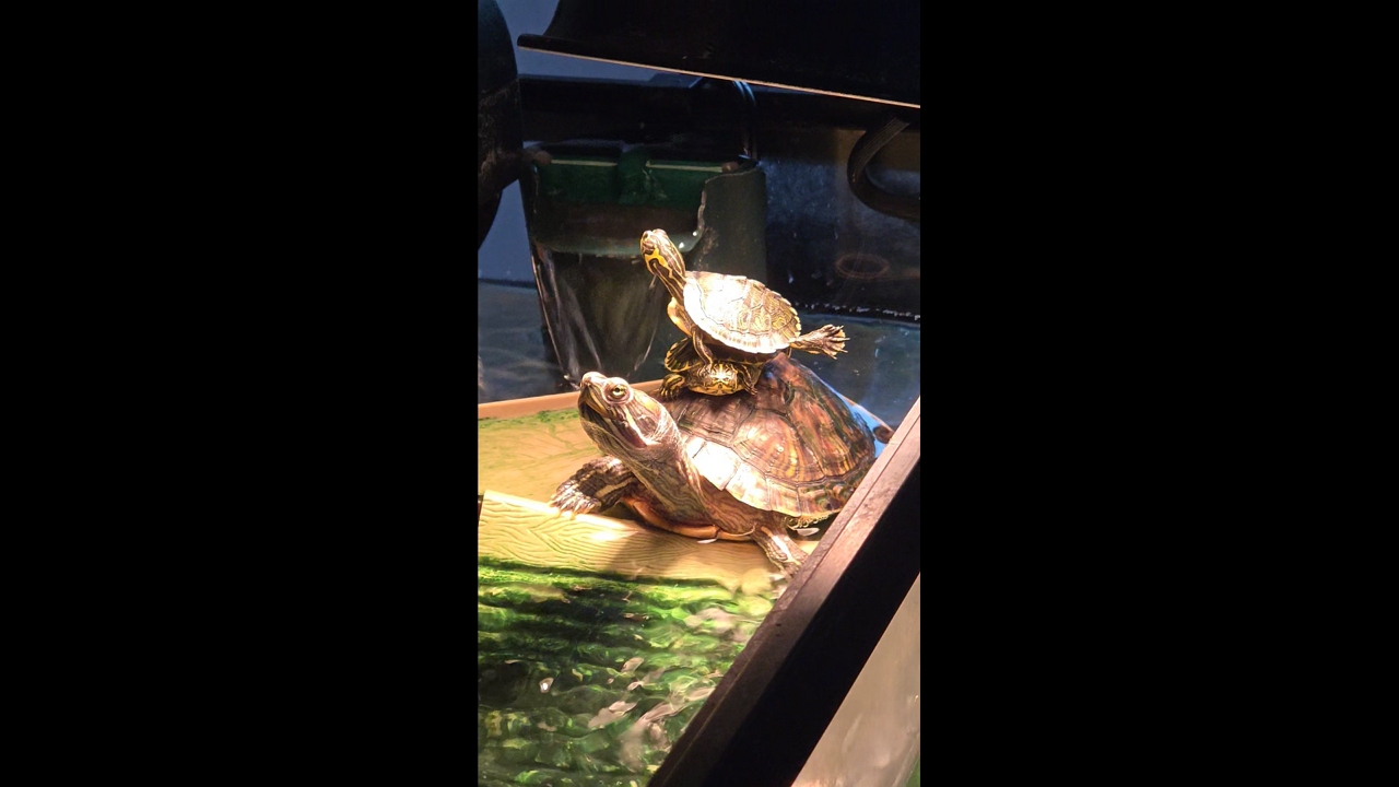Piled-up turtles inside the aquarium in Greensburg, Pennsylvania