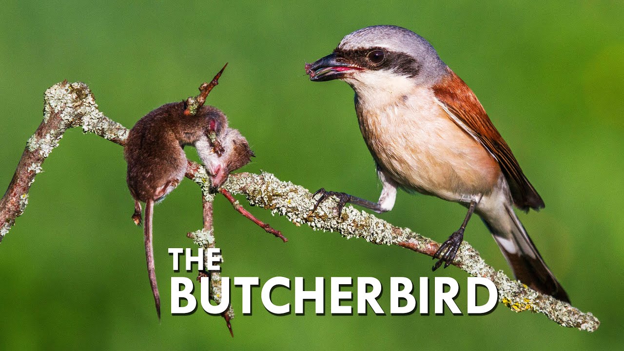 Butcher Birds Nyt Crossword