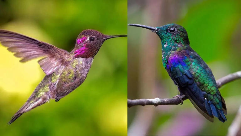 10 fascinating facts about hummingbirds: Nature’s tiny wonders