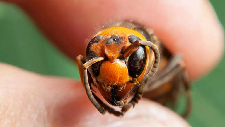 The Deadly Sting Of The World S Largest Wasp What You Should Know