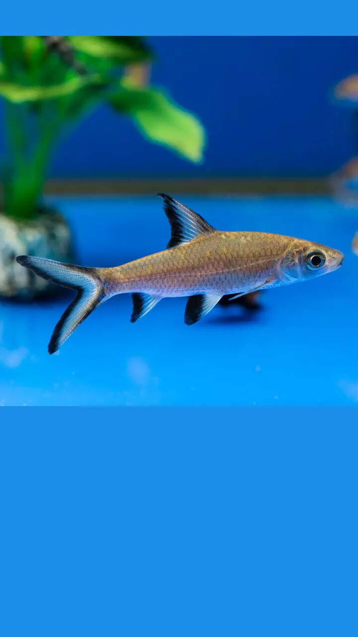 10 freshwater aquarium fish that grow too big for small tanks