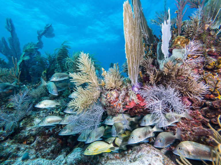 Thousands of baby corals will soon be spawned to fortify Florida's reefs
