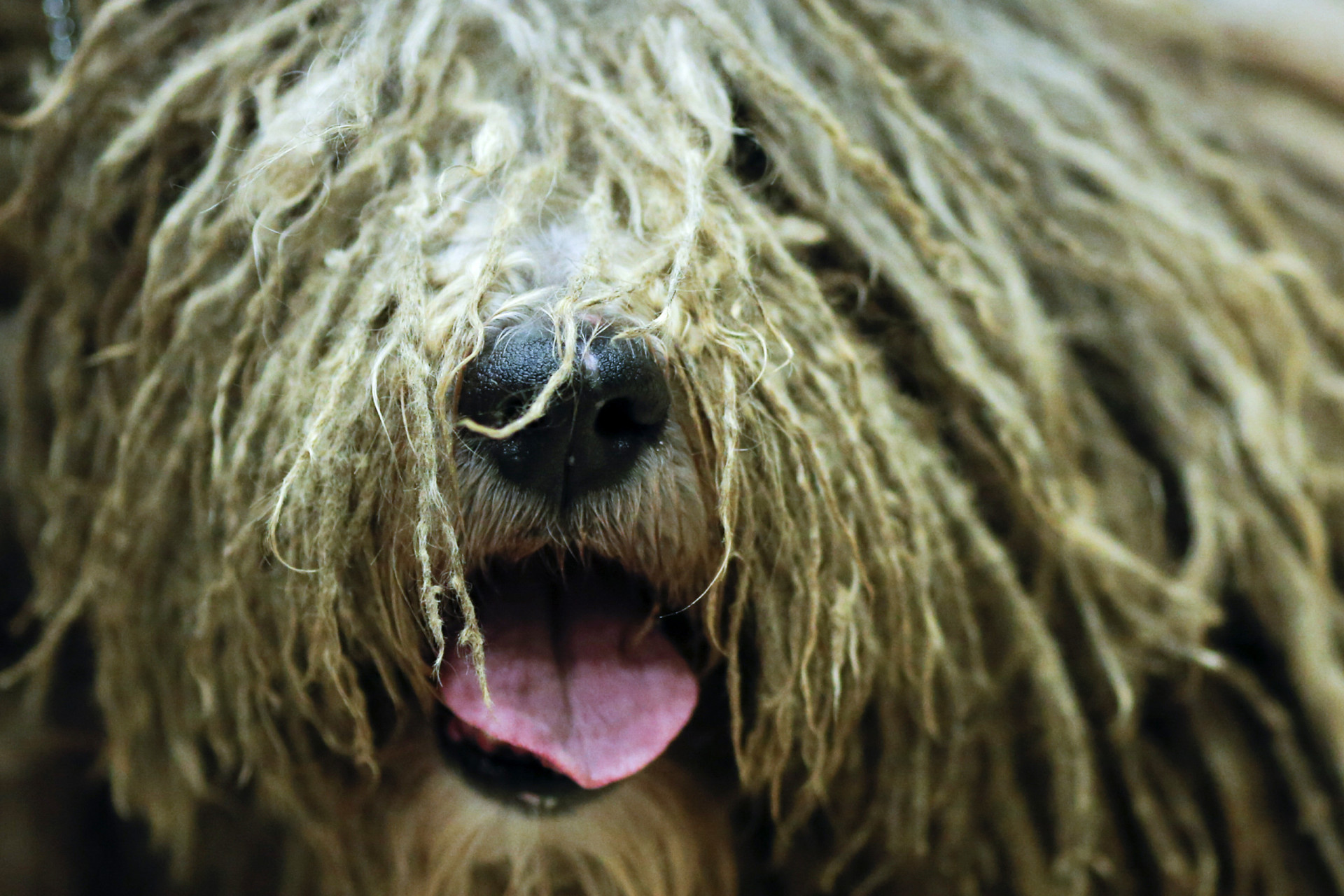 These are the longest-living dog breeds