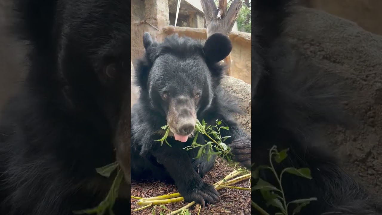 Listen to relaxing ASMR Asian black bear eating sounds