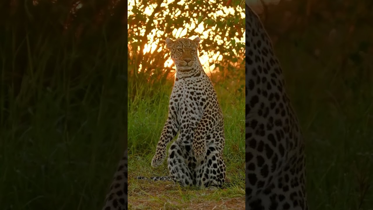 Leopards display their agile and curious behavior