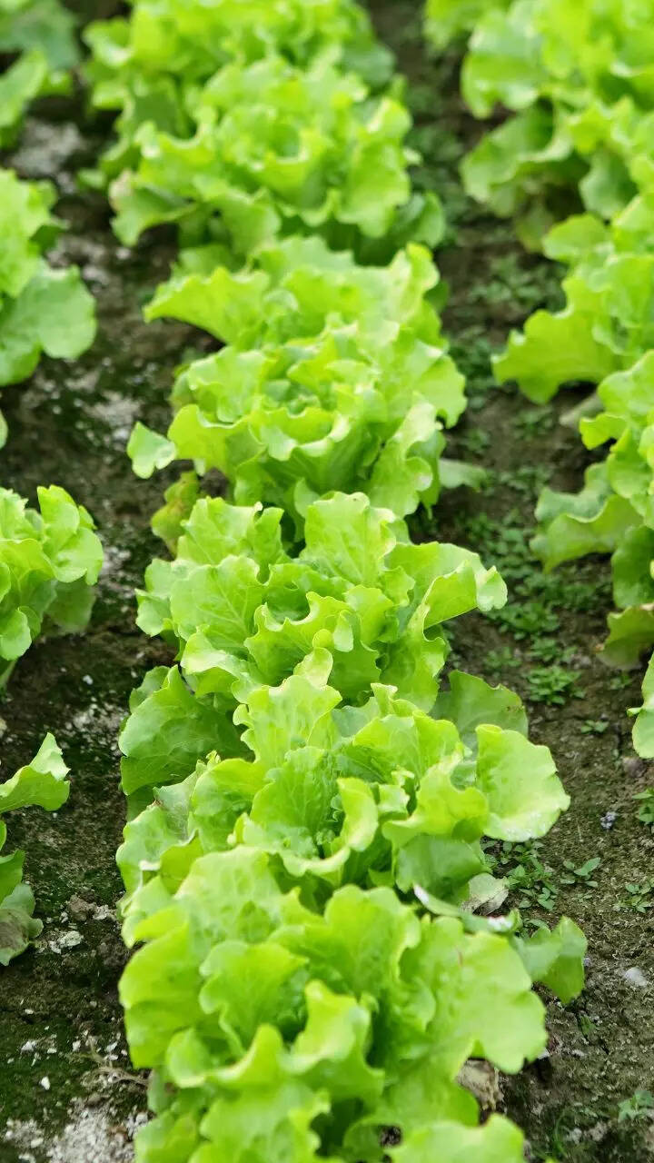 How to grow expensive lettuce for salad in balcony garden and the best ...