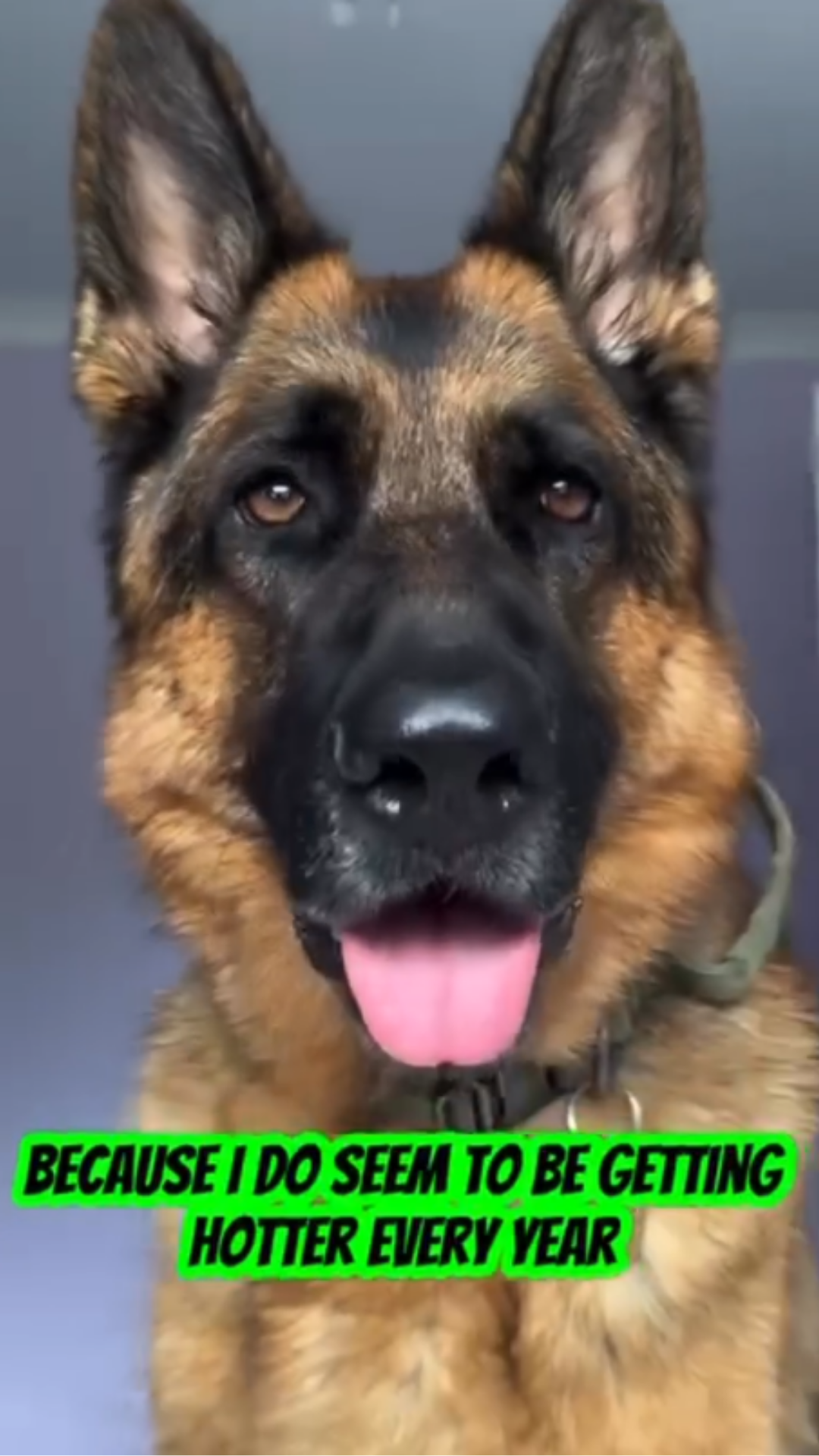 Shepherd Dog POV: Call Me Mr. Weather!