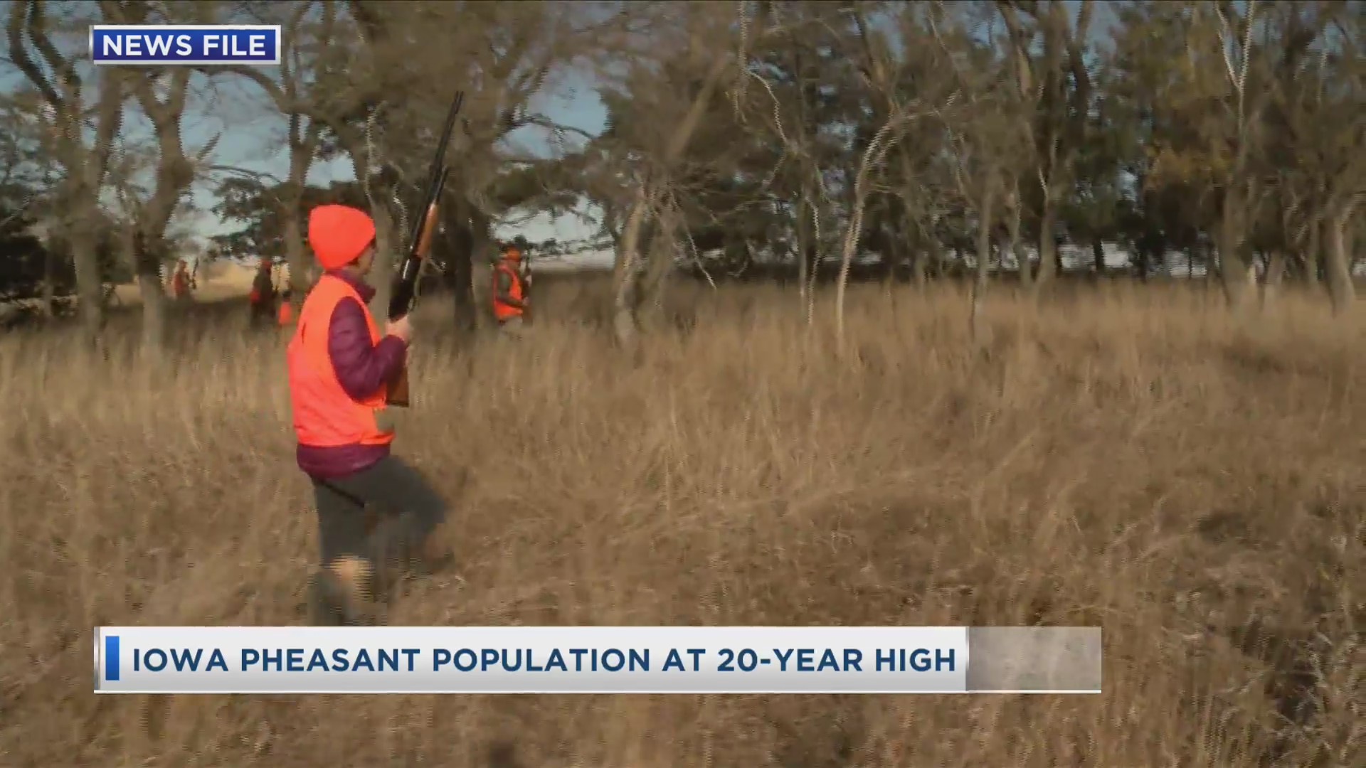 Iowa Pheasant Population At 20-Year High