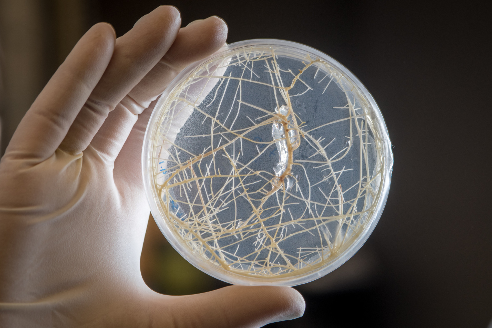 Bacteria that help humans