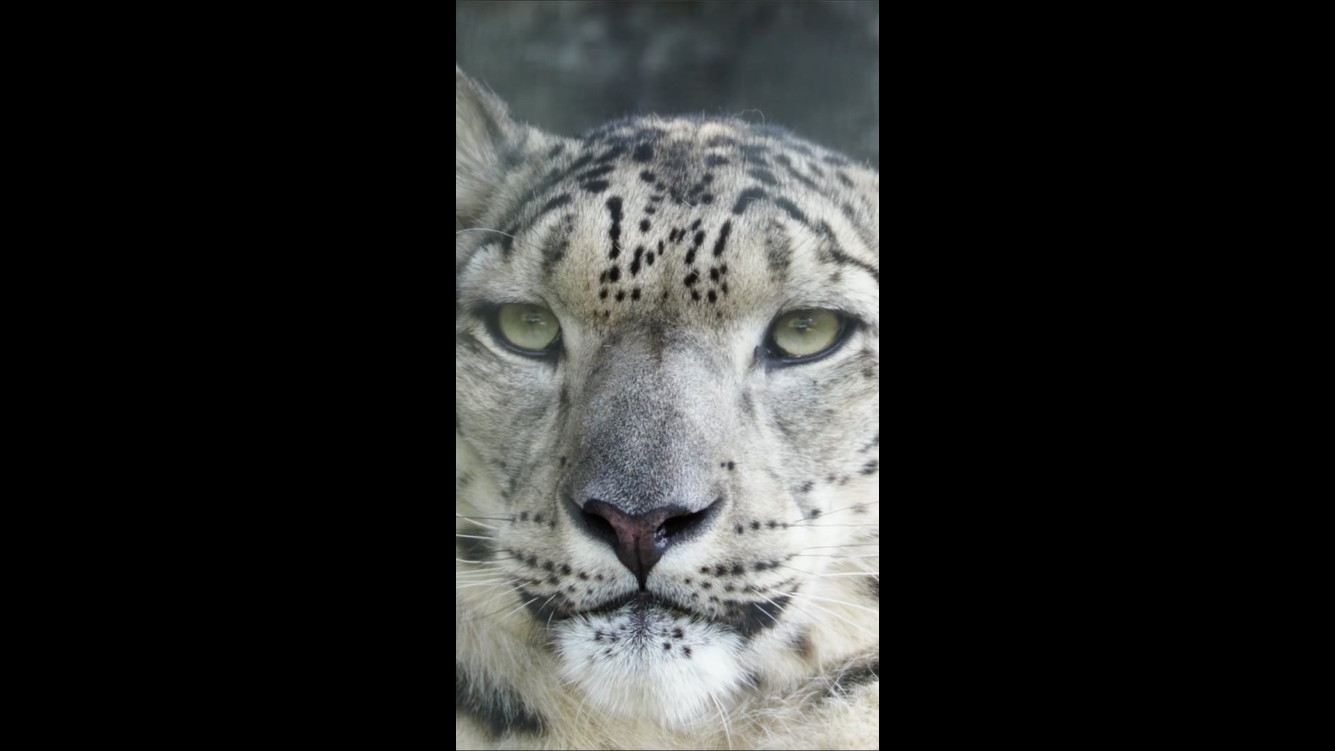 Snow Leopard Up Close: A Glimpse of Nature's Grace.