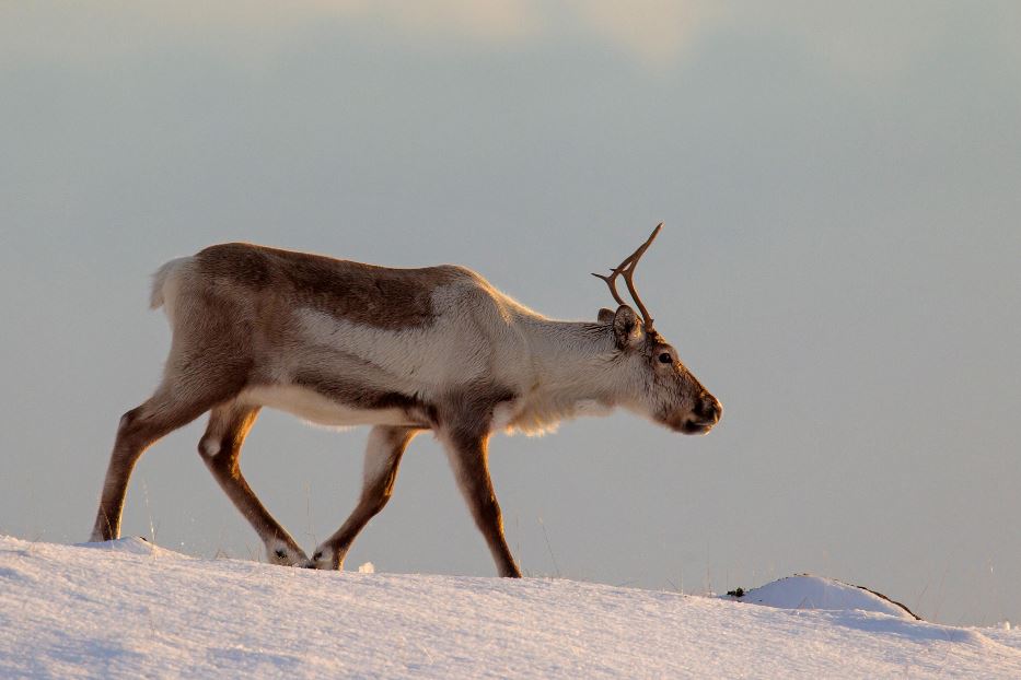 Westerman: «La lotta per l’Artico negli occhi degli animali polari»
