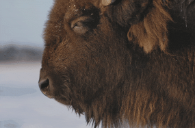 Yellowstone’s bison revival shows the power and complexity of rewilding