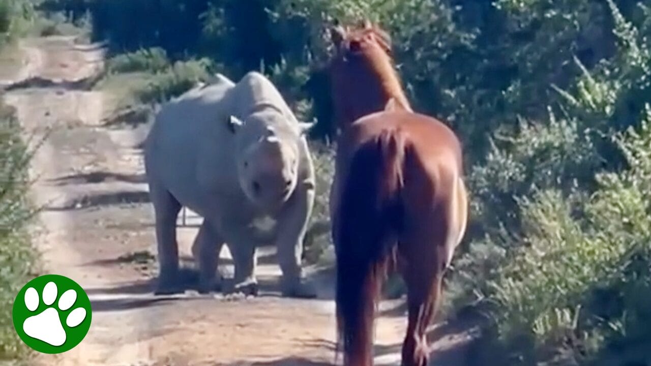 Horse comes face to face with wild rhino