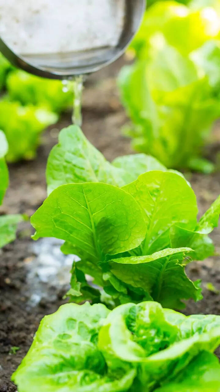 How to grow expensive lettuce for salad in balcony garden and the best ...