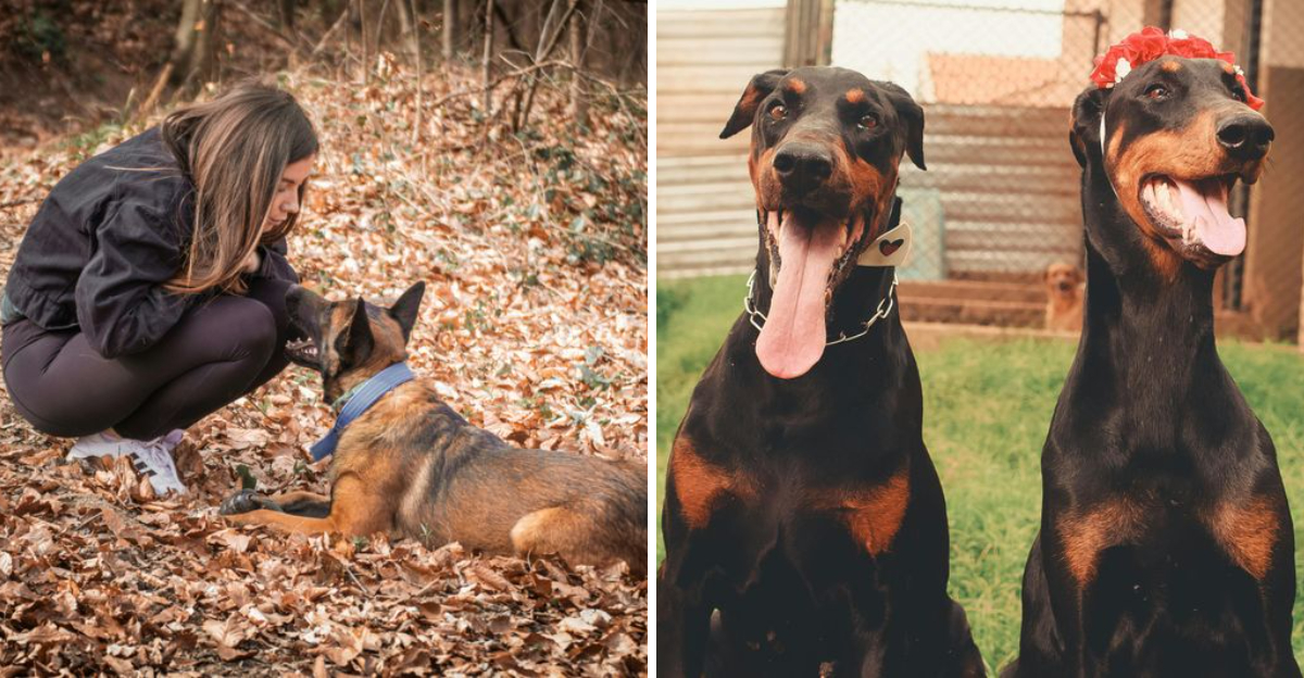 13 Loyal Guard Dog Breeds That Will Help Protect Your Family