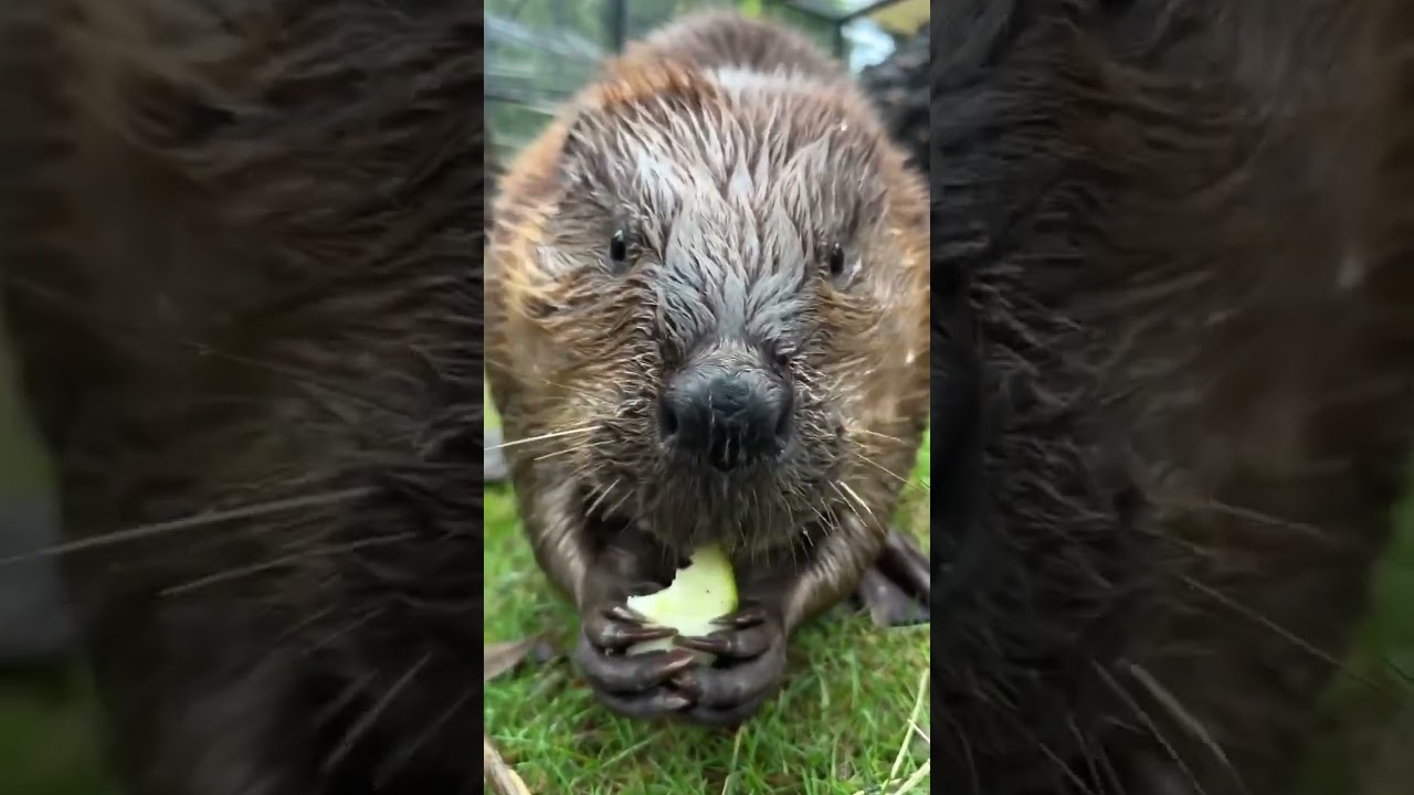 Beaver family works together in a feeding frenzy