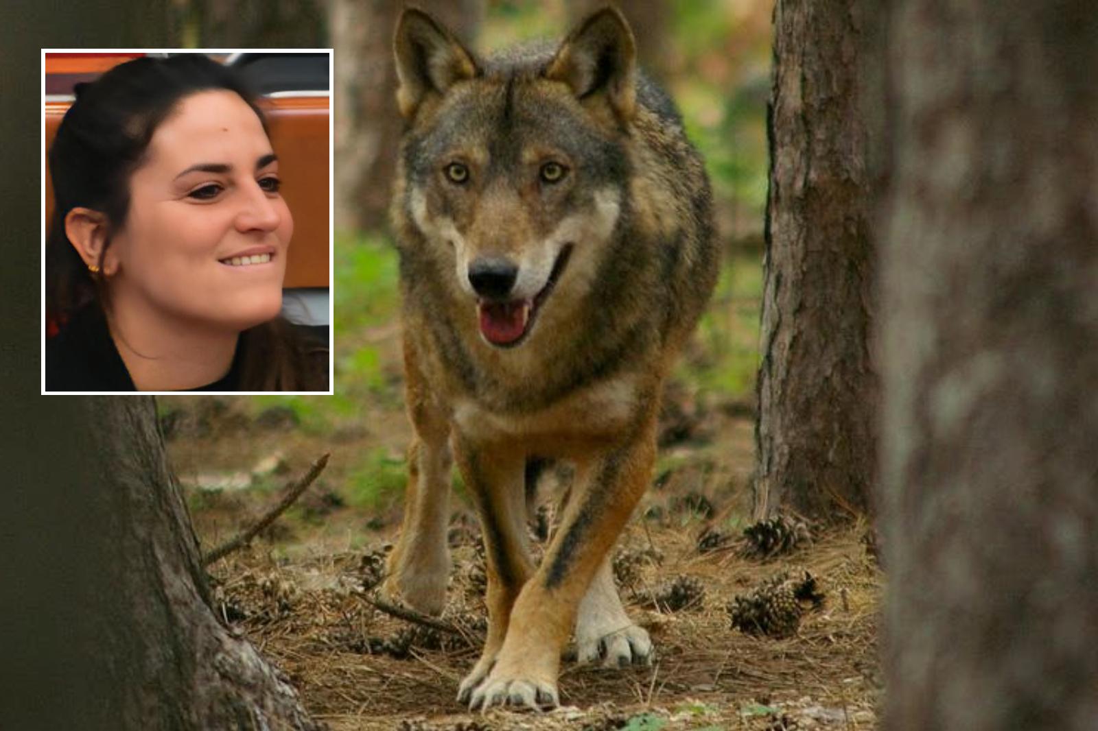 Lupo, anche il Pd dell’Emilia Romagna spinge per uno stop alla diffusione