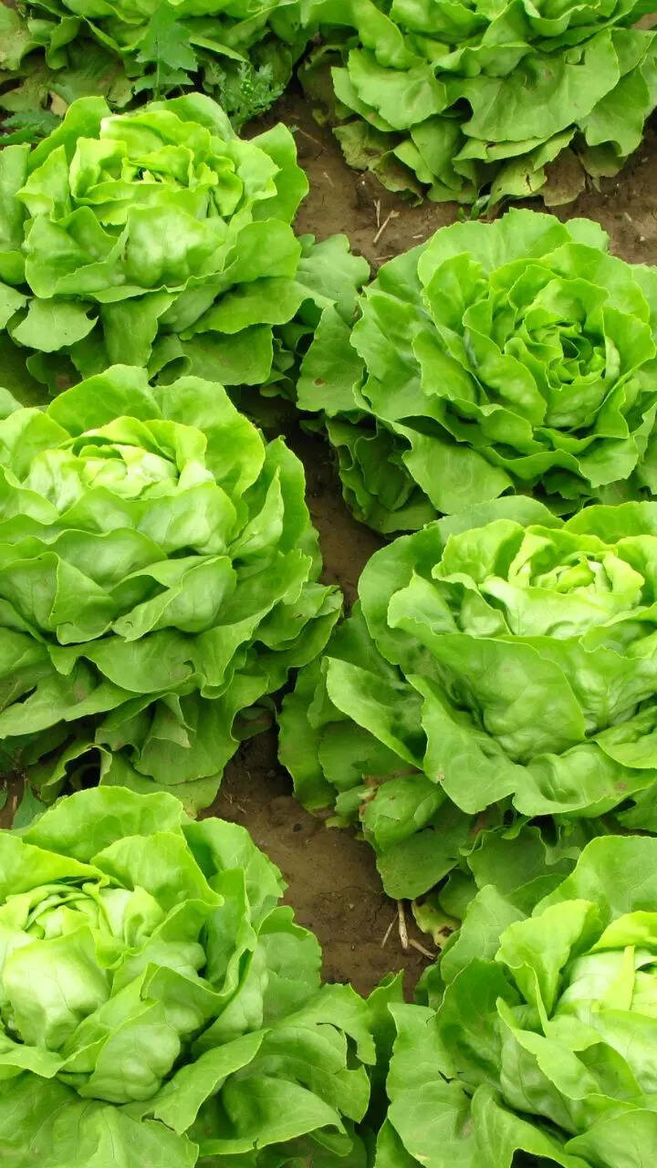 How to grow expensive lettuce for salad in balcony garden and the best ...