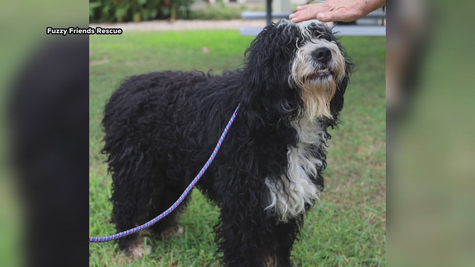 Fuzzy Friends Rescue seeks donations for dog's hip surgery