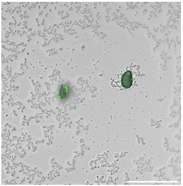 Engineered bacteria glow green to quickly detect microplastics in water ...