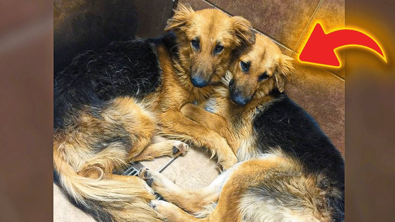 Bonded German Shepherds Hug Each Other at the Shelter