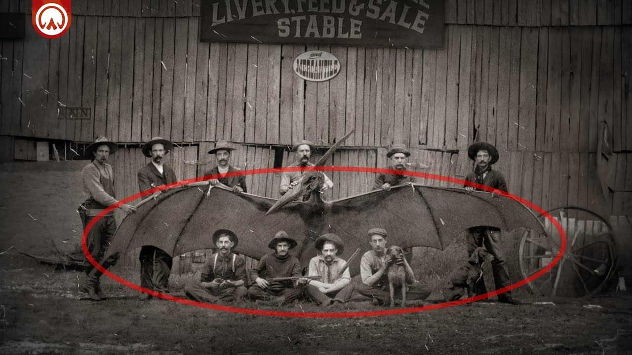 The Tombstone Thunderbird Mystery