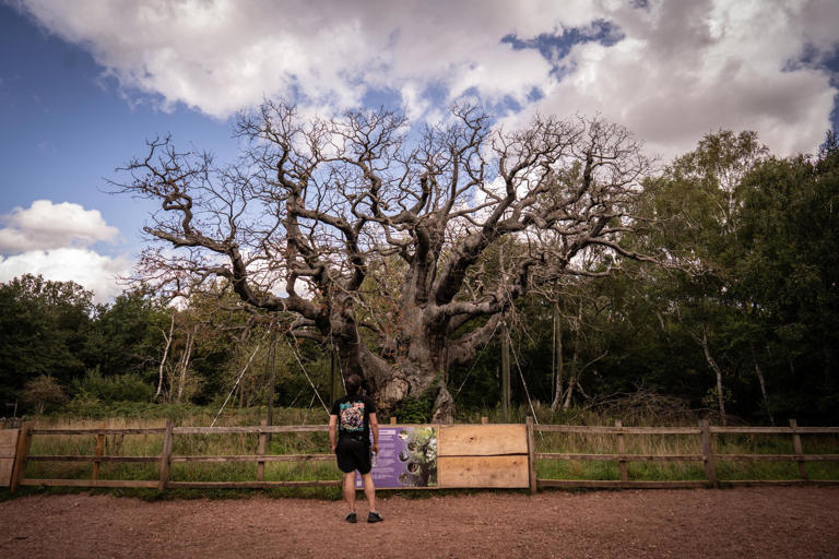 Ancient Robin Hood Oak at risk as heatwave causes 'false autumn' in ...