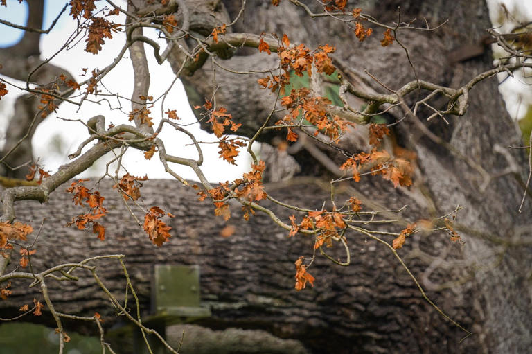 Ancient Robin Hood Oak at risk as heatwave causes 'false autumn' in ...