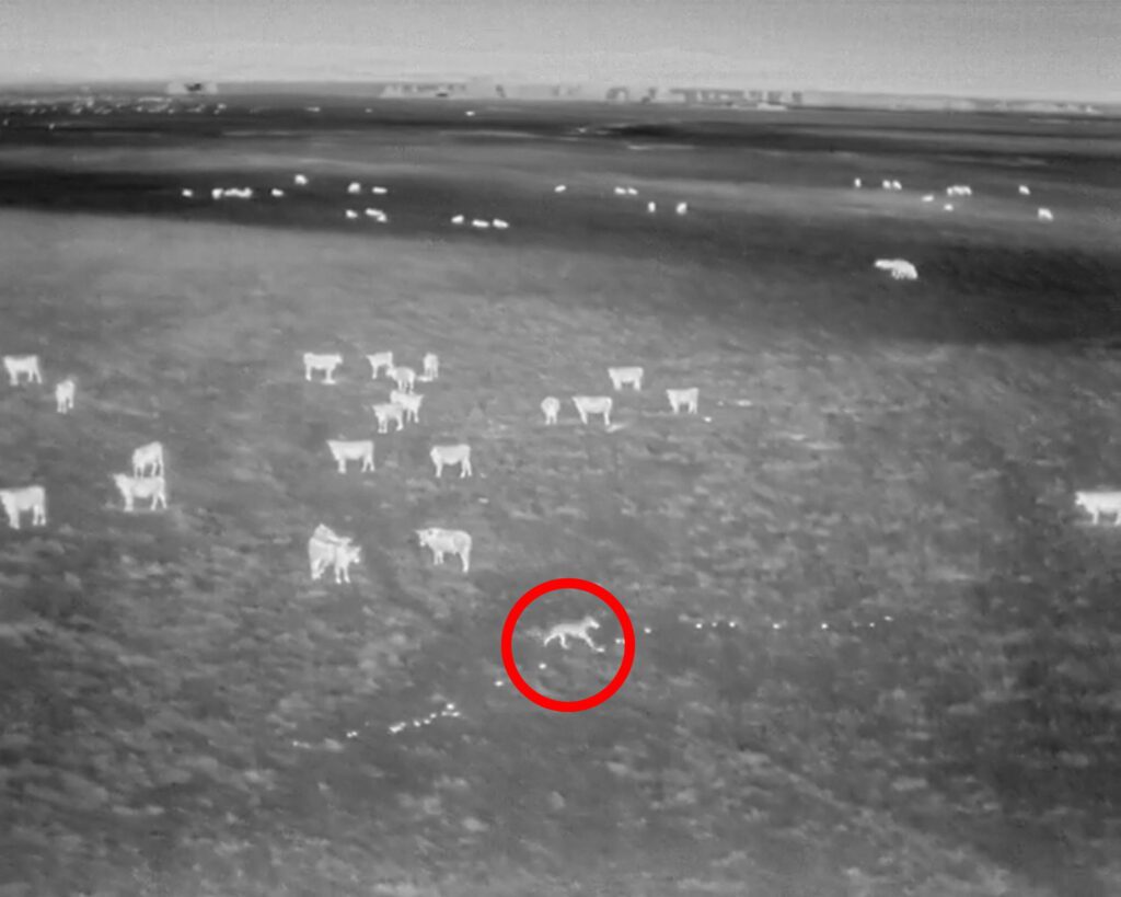 Drones blasting AC/DC used to protect cattle from wolves