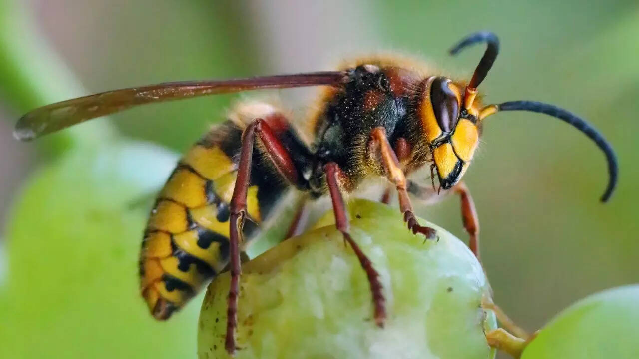 The deadly sting of the world’s largest wasp: What you should know ...
