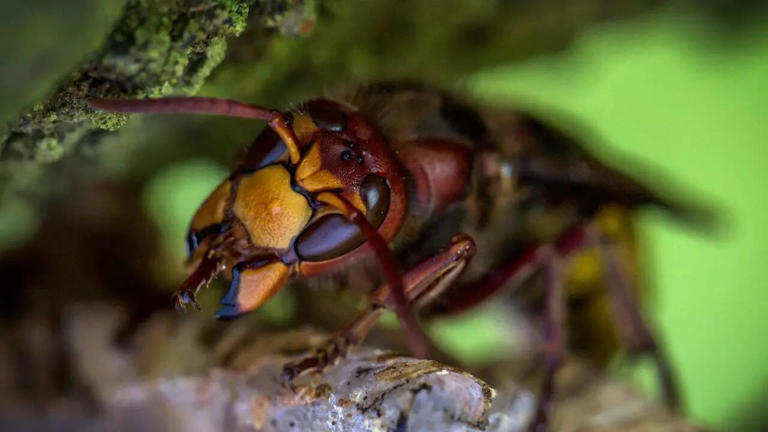 The deadly sting of the world’s largest wasp: What you should know ...